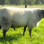Hempshire šķirne aitas: apraksts un īpašības, diēta un audzēšana 2726_6
