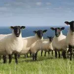 Кнедење од овца хемпшира: Опис и карактеристике, исхрана и узгој 2726_7