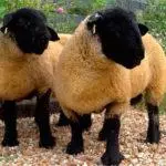 Кнедење од овца хемпшира: Опис и карактеристике, исхрана и узгој 2726_8