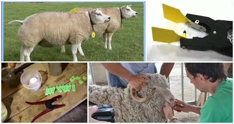 Birhing ovce