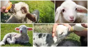 Comment à la maison pour décharger un agneau sans mouton, schéma d'alimentation