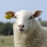 Bouleau mouton: 5 meilleurs façons de se moquer de la maison 2745_3
