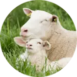 Bouleau mouton: 5 meilleurs façons de se moquer de la maison 2745_5