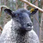 Bouleau mouton: 5 meilleurs façons de se moquer de la maison 2745_6