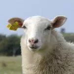 Bouleau mouton: 5 meilleurs façons de se moquer de la maison 2745_8