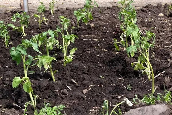 Tanah untuk tomato.