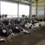 Stallgehalt von Vieh: Vertrieb und Organisation von Pflege- und Wasserversorgung 2755_1