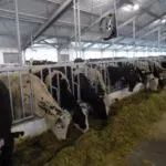 Stallgehalt von Vieh: Vertrieb und Organisation von Pflege- und Wasserversorgung 2755_3