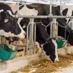 Stallgehalt von Vieh: Vertrieb und Organisation von Pflege- und Wasserversorgung 2755_8