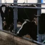 Stallgehalt von Vieh: Vertrieb und Organisation von Pflege- und Wasserversorgung 2755_9
