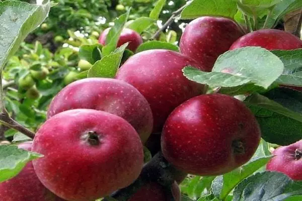 Kovalenkovsky સફરજન વૃક્ષ: જાતો, લેન્ડિંગ, ખેતી અને સંભાળની વર્ણન અને લાક્ષણિકતાઓ