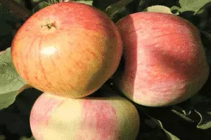 Tsananguro uye hunhu hweApple akagadzira pepa, nhoroondo yesarudzo uye kukohwa