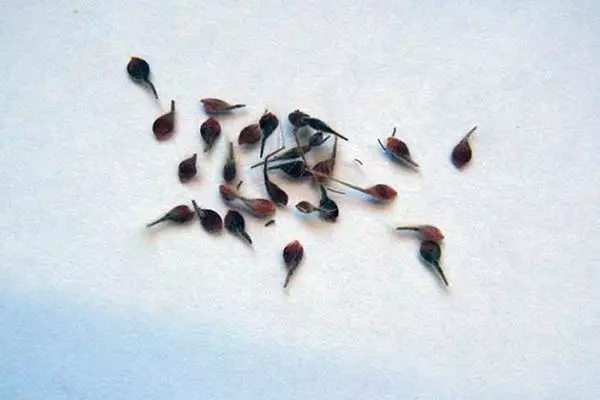 Semințe de flori.