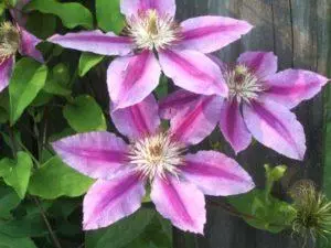 Description and Characteristics of Clematis Velli Moser, Landing and Care