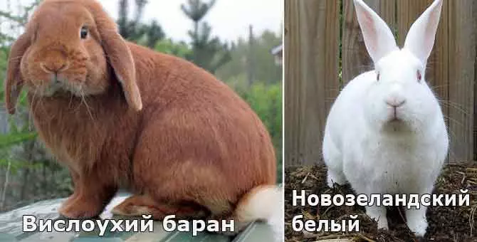 Dva zajec