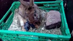 Doğum Tavşanlarının Evde ve Muhtemel Sorunların Özellikleri