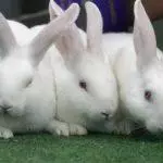 Ülkedeki tavşanlar: Ne tür bir cins seçmek ve üreme kuralları, hastalık ve diyet kuralları 2772_2