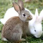 国内のウサギ：選んだ種類や繁殖、病気、食事の規則 2772_4