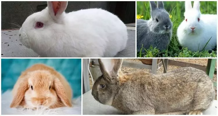 багато кроликів
