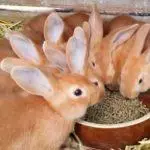 Thỏ trong nước: Loại giống nào để lựa chọn và các quy tắc nhân giống, bệnh tật và chế độ ăn uống 2772_7