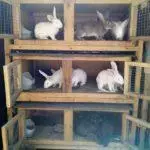กระต่ายในประเทศ: ชนิดของสายพันธุ์ที่จะเลือกและกฎของการผสมพันธุ์เจ็บป่วยและอาหาร 2772_9