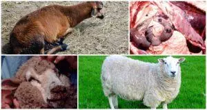 綿羊感染性腸毒毒脈症狀，治療和預防方法