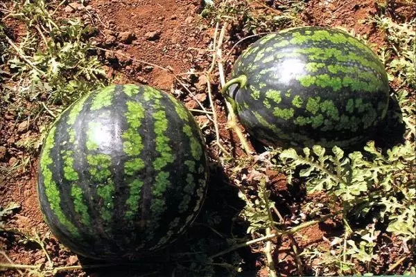 Fruta en la tierra