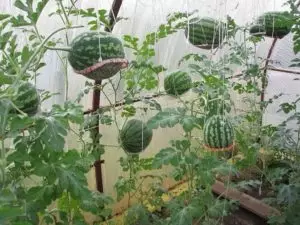 Giunsa pagtubo ang mga watermelon sa usa ka greenhouse gikan sa Polycarbonate, landing ug pag-atiman, pamaagi sa pagporma