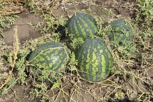 Achachara tomato