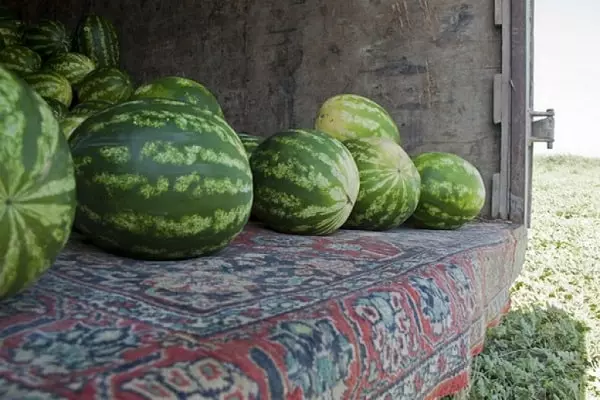 Cargando verduras