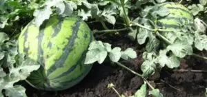 Agrotechnology sa nagtubo nga mga watermelon sa bukas nga yuta ug sa greenhouse sa Siberia, landing ug pag-atiman