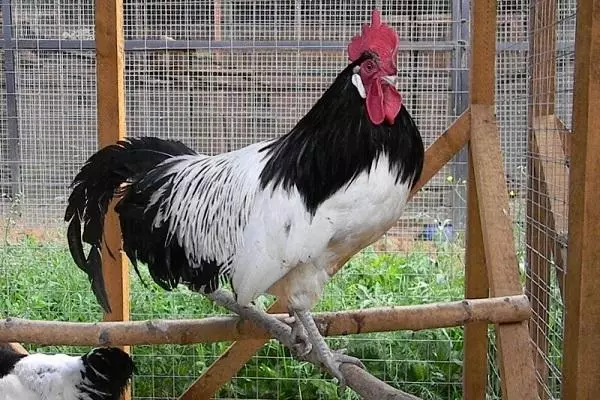 একাকী rooster.