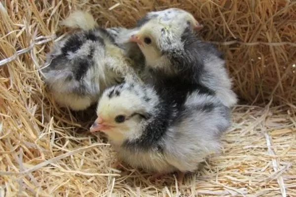 Fluffy kyllinger.