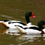 Peganka: Ducks এবং বৈশিষ্ট্য, লাইফস্টাইল এবং লাল বইয়ের প্রজাতির বর্ণনা 2786_3