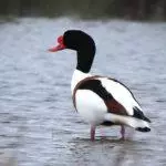 Peganka: Nkọwa nke ụdị Ducks na njiri mara, ndụ ndụ na akwụkwọ Red 2786_6