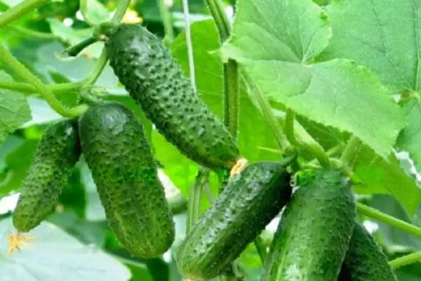 ग्रीनहाऊस साठी cucumbers
