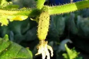 Varför gular gurkors äggstockar i växthuset och den öppna jorden vad man ska göra