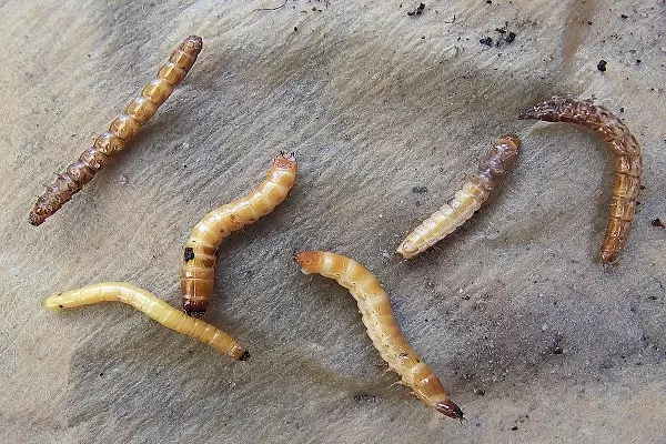 Li-caterpillars tse tšesaane