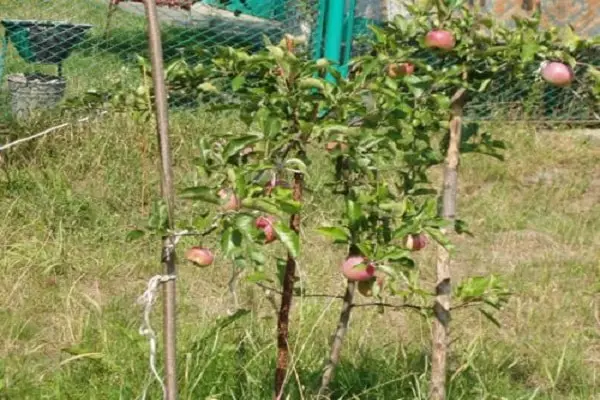 How to transplant adult apple tree to another place: when it is better in spring or autumn