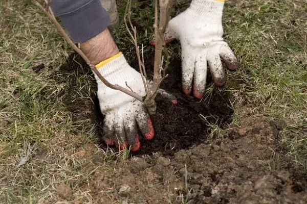 Op den Hänn vun Handschuhe