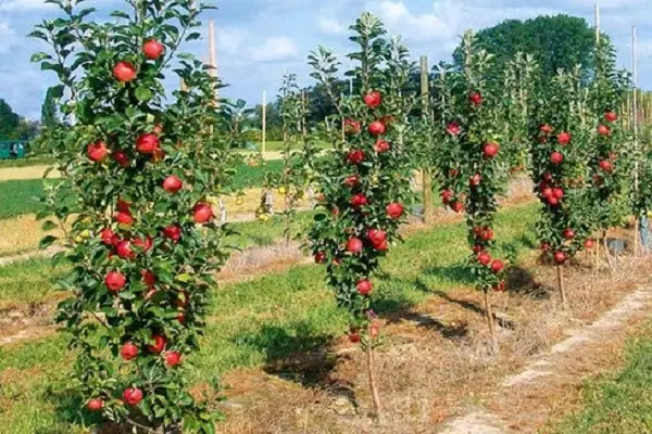 कोलनच्या सफरचंद झाडं