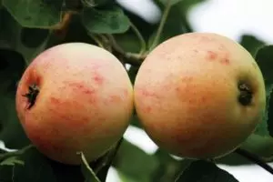 Beskrivelse av den slags eple cutuzovis og historien om fjerning, regioner for å vokse