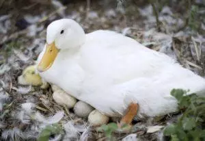 Cantos días diferentes tipos de patos están sentados en ovos e que afecta a saída