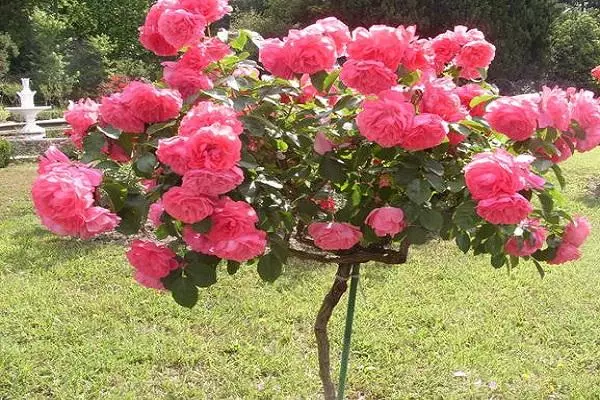 Arbusto rosa