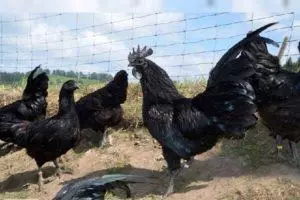 Beskrivelse og egenskaber ved racen af ​​kyllinger Cemeni, tilbageholdelsesforhold