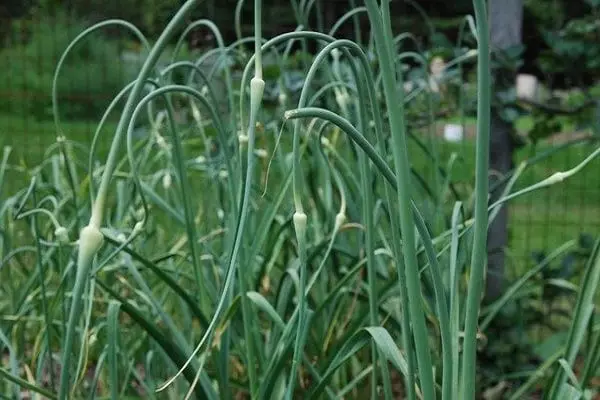 Arrows in garlic