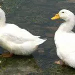 Ducks Temp: Description de la race et des caractéristiques, Règles de reproduction et de régime alimentaire 2808_3
