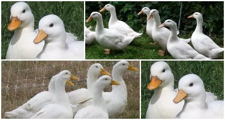 Ducks temp