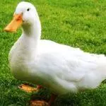 Ducks Temp: Description de la race et des caractéristiques, Règles de reproduction et de régime alimentaire 2808_6