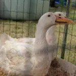 Ducks Temp: Description de la race et des caractéristiques, Règles de reproduction et de régime alimentaire 2808_8